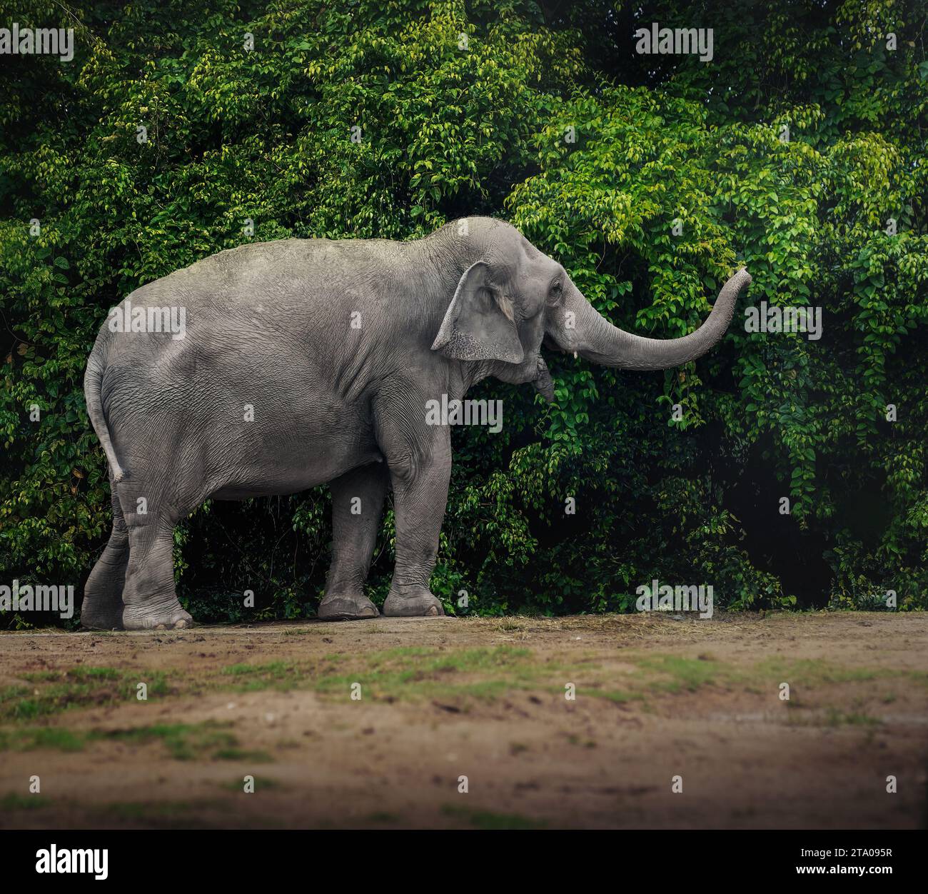 Female Asian Elephant (Elephas maximus Stock Photo - Alamy