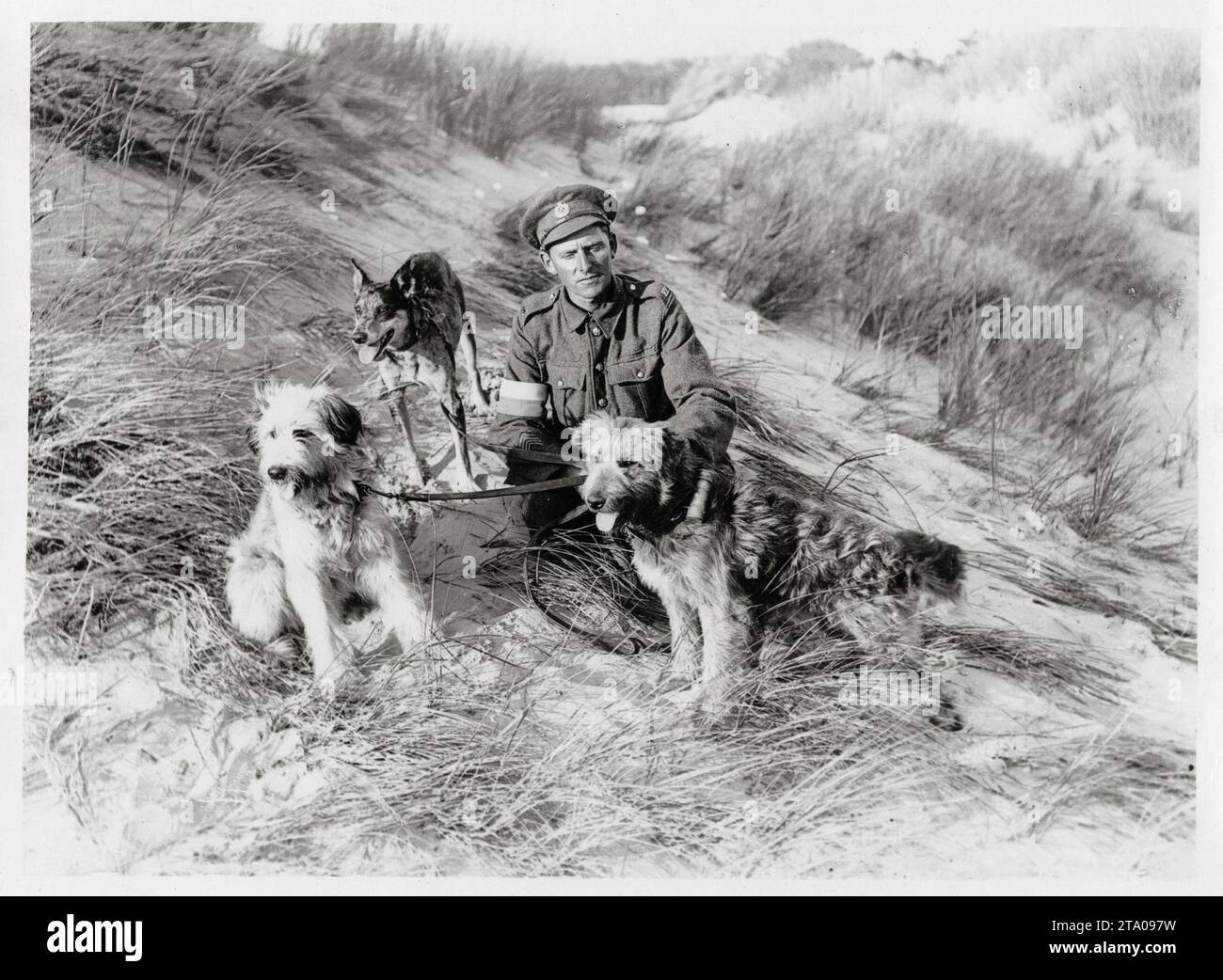 WW1 World War I - Soldier with three messenger dogs on grassy sand ...
