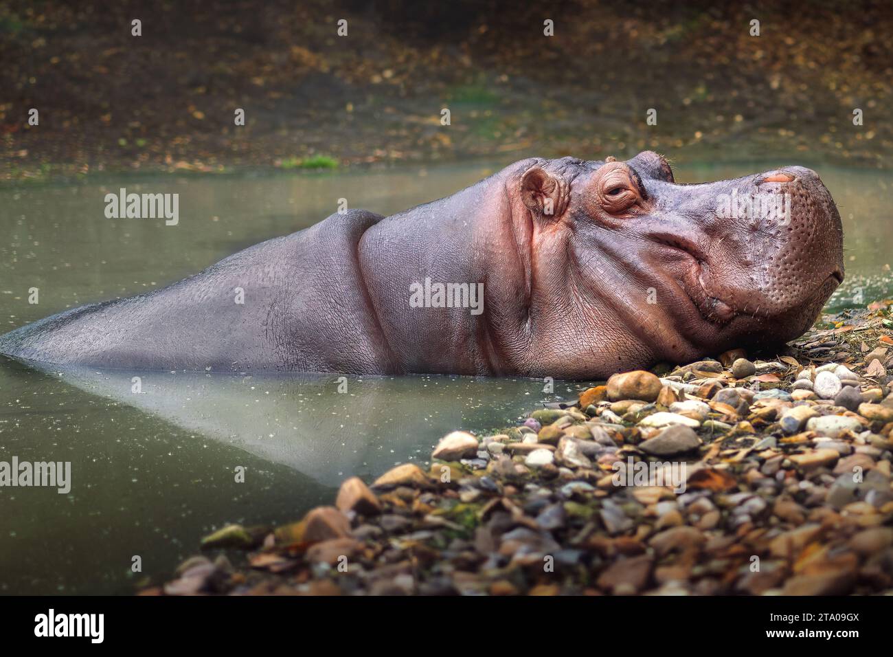 Common hippopotamus amphibius hi-res stock photography and images - Alamy