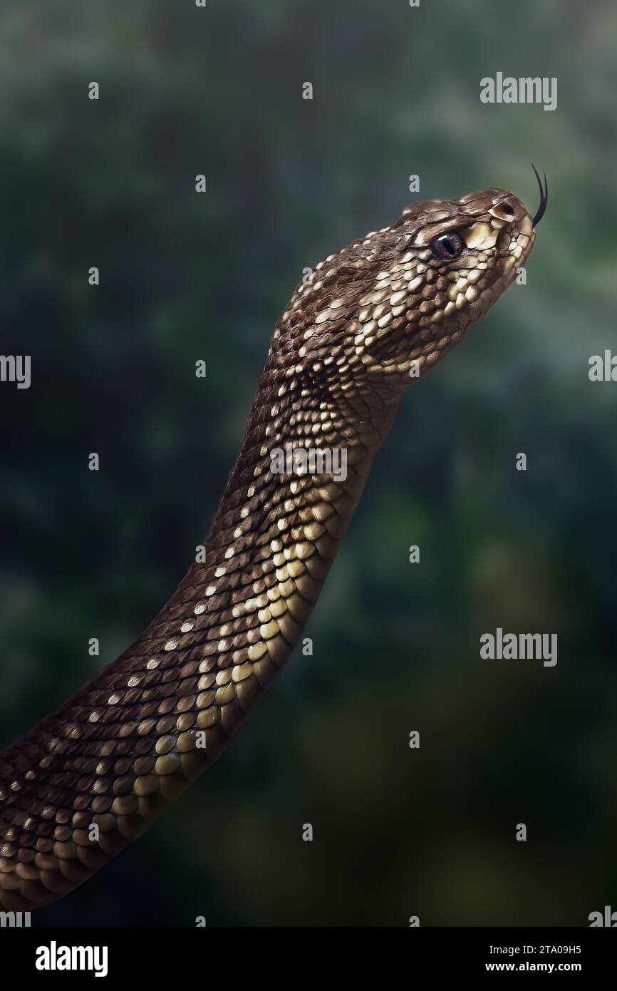 South American Rattlesnake Viper (Crotalus durissus) - Cascavel Stock ...