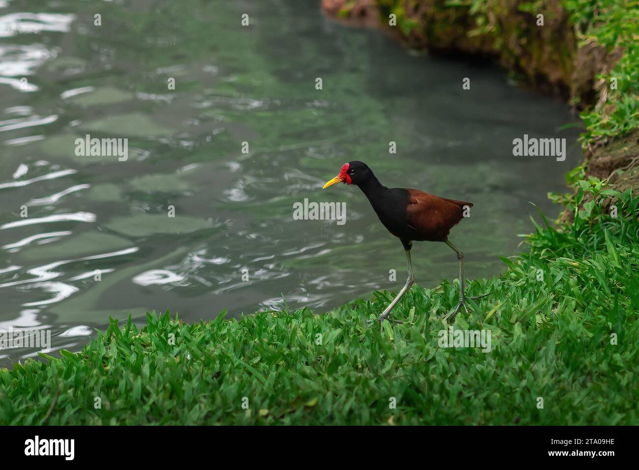 Wattled Jacana bird (Jacana jacana Stock Photo - Alamy