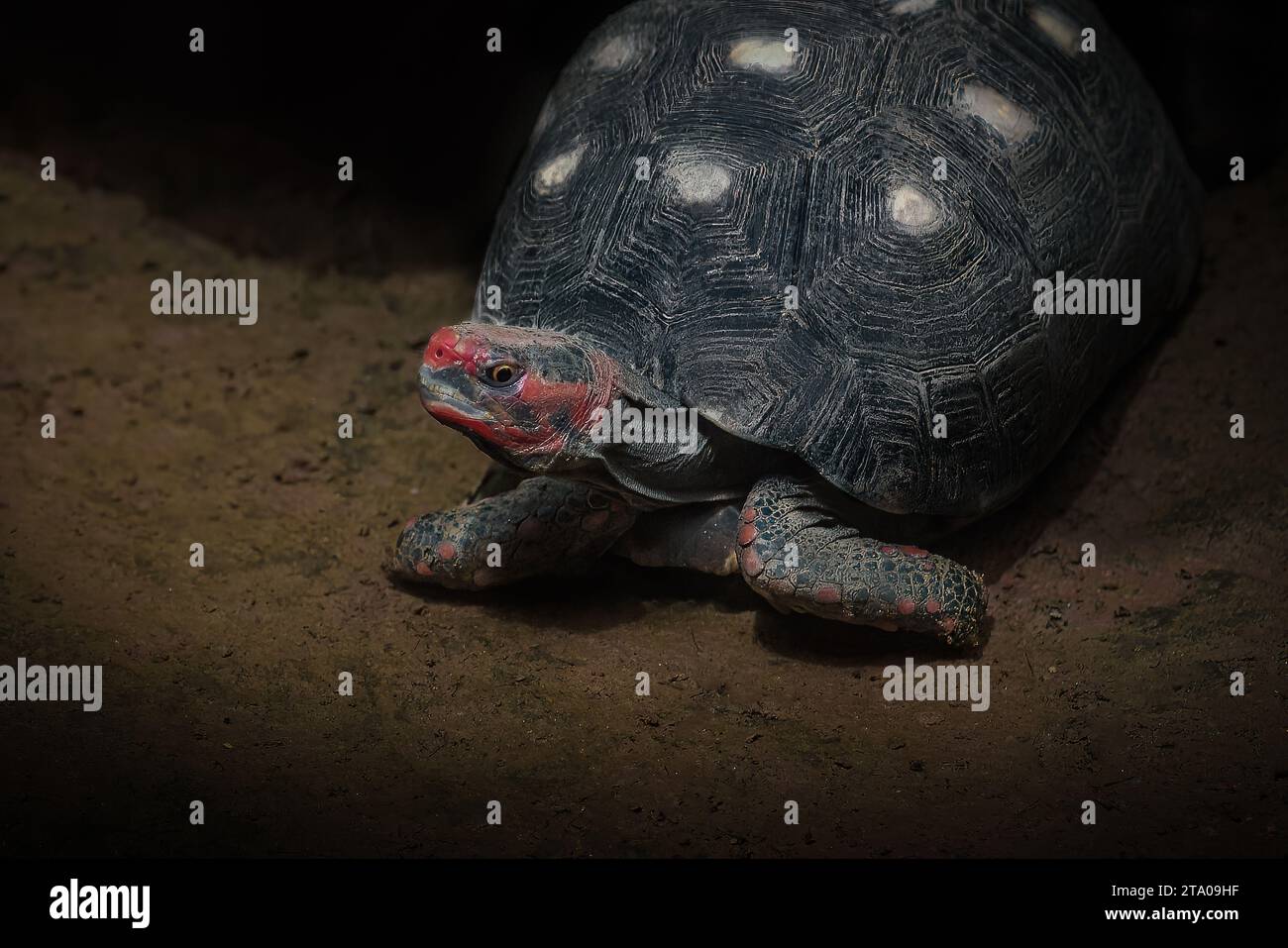 Red-footed Tortoise (Chelonoidis carbonaria Stock Photo - Alamy