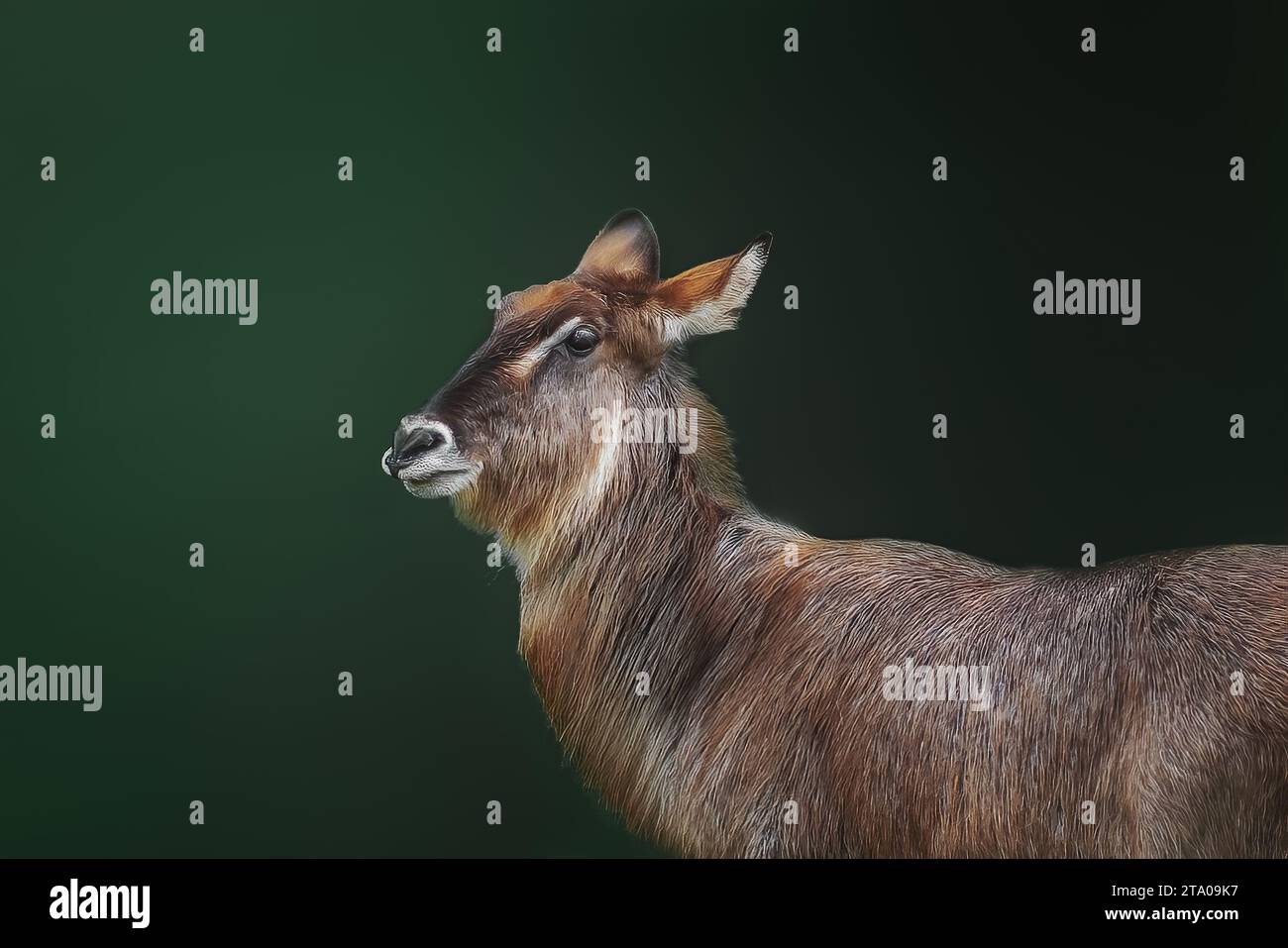 Female Waterbuck Head (Kobus ellipsiprymnus Stock Photo - Alamy