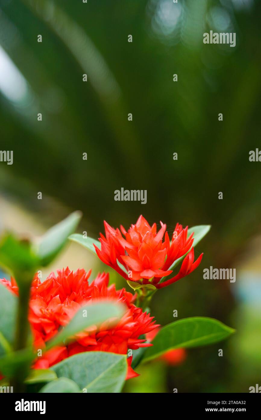 Stock photo of modern home garden composition filled with many ...