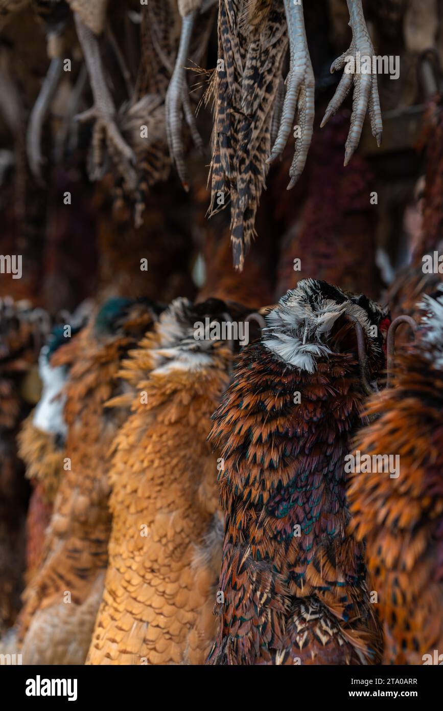 Pheasant and duck bird hunting in Scandinavia during late autumn ...