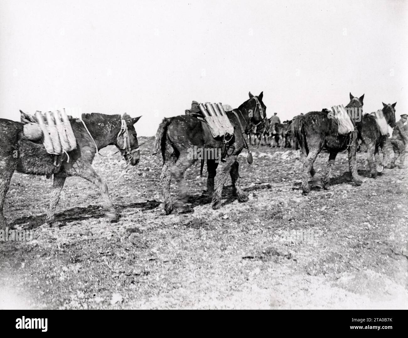 WW1 World War I - Pack mules carrying ammunition Stock Photo - Alamy