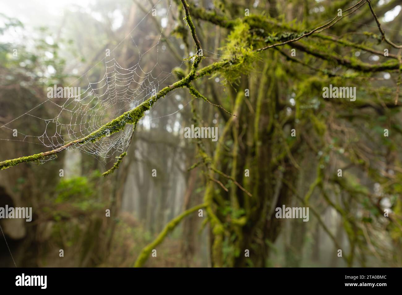 Spider Web Hanging from Tree in Forest Stock Photo - Alamy