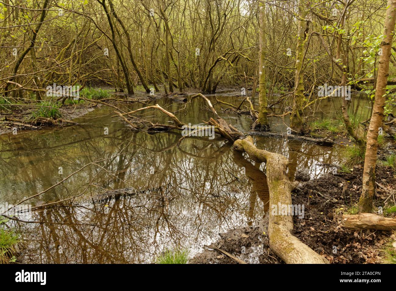 Cannop Brook flowing through dense, damp boggy woodland of Cannop ...