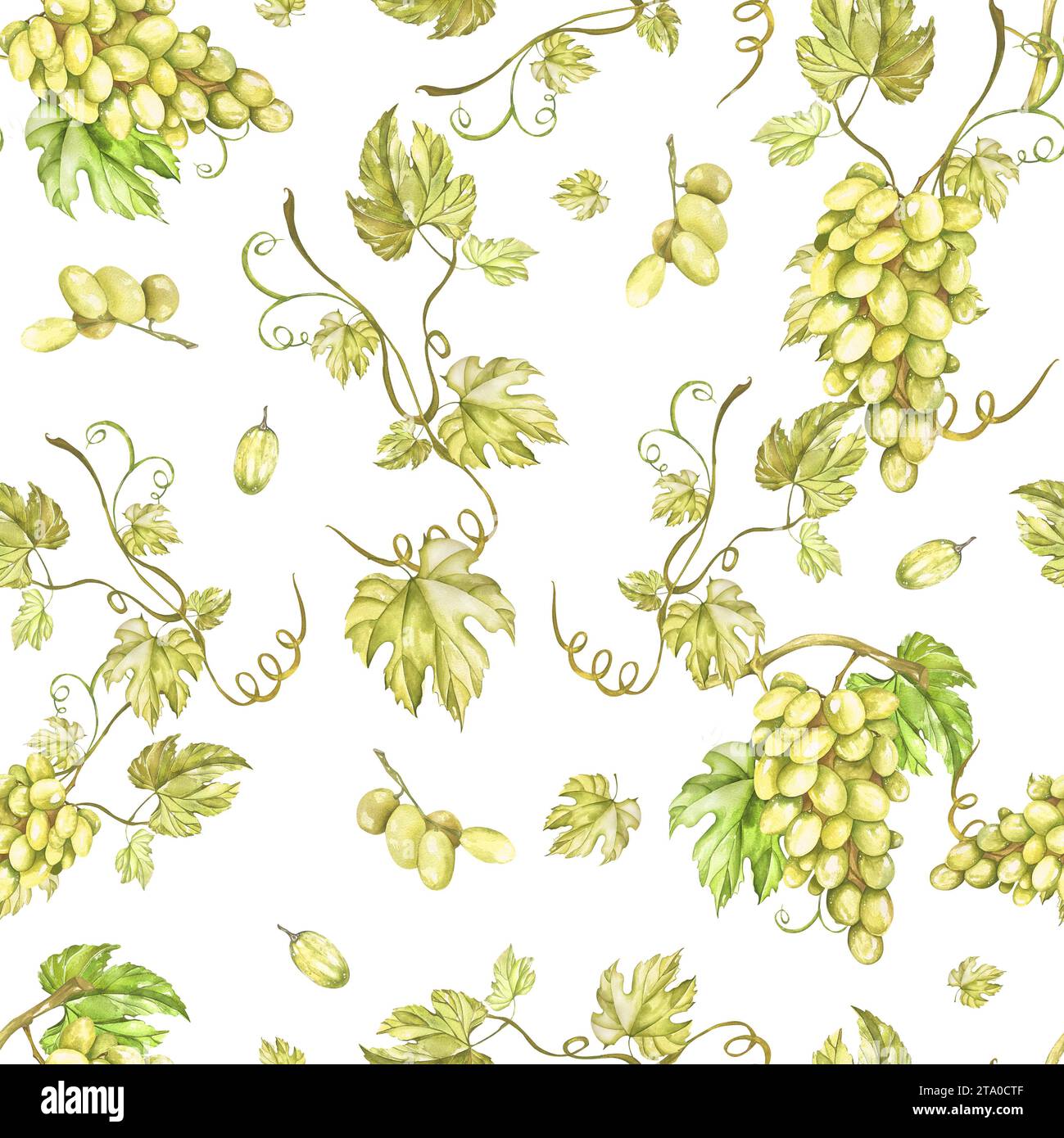 Watercolor muscat hi-res stock photography and images - Alamy