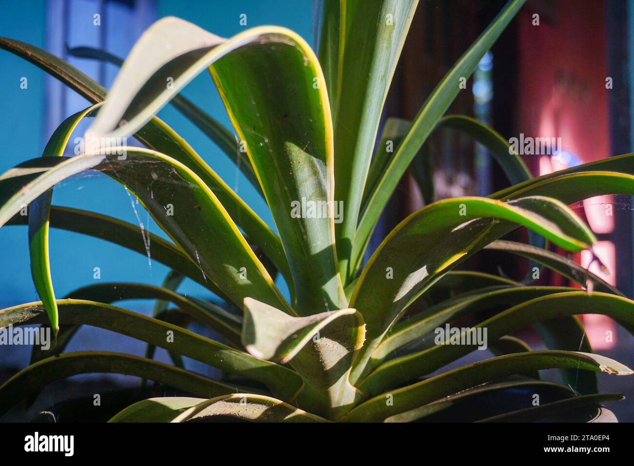 Stock photo of modern home garden composition filled with many ...