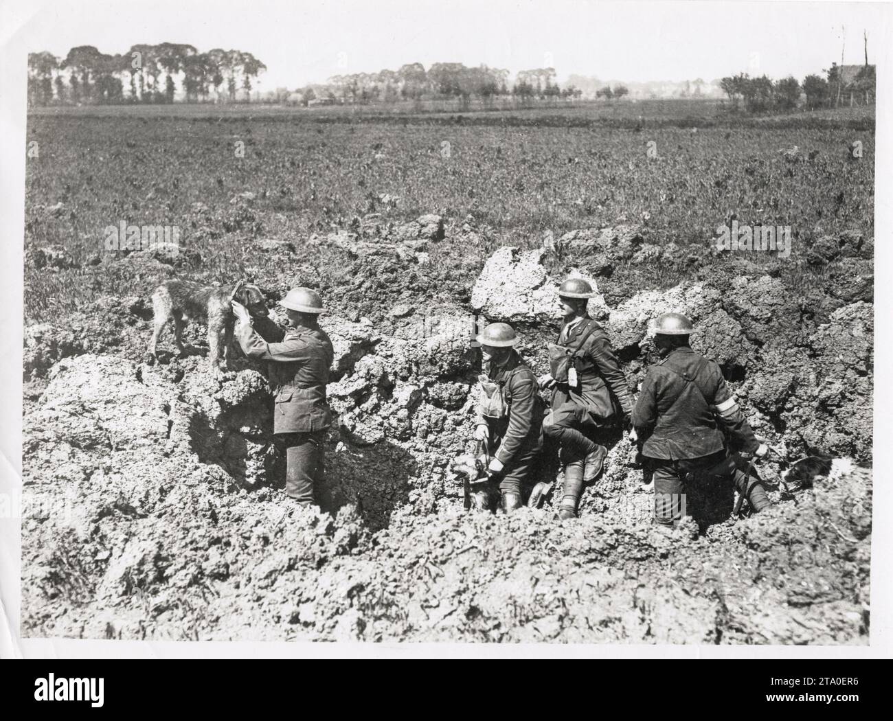WW1 World War I - Dog delivering message to a temporary post made by ...