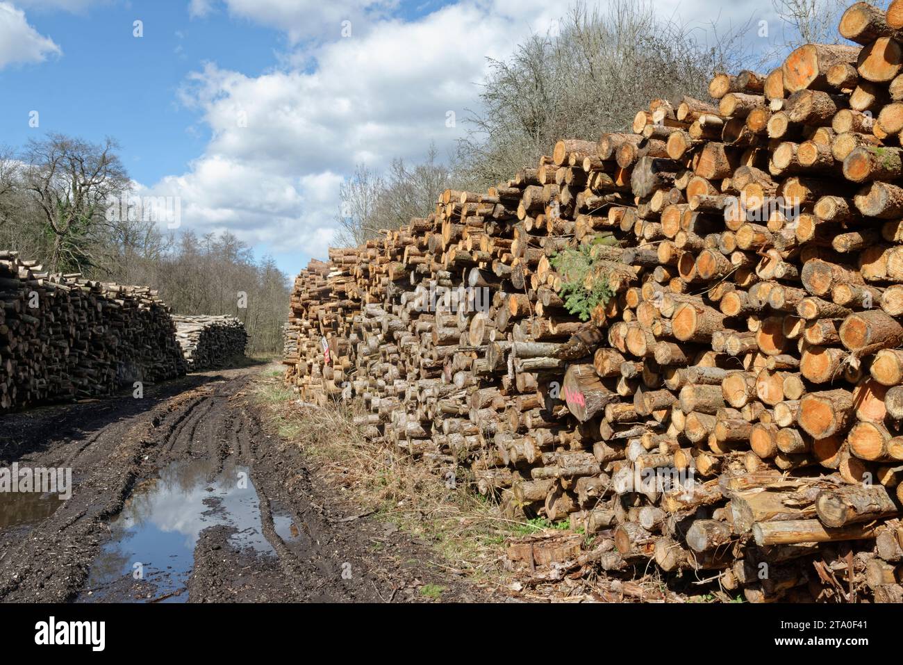Stacked tree trunks at a timber yard in the Forest of Dean, Parkend ...