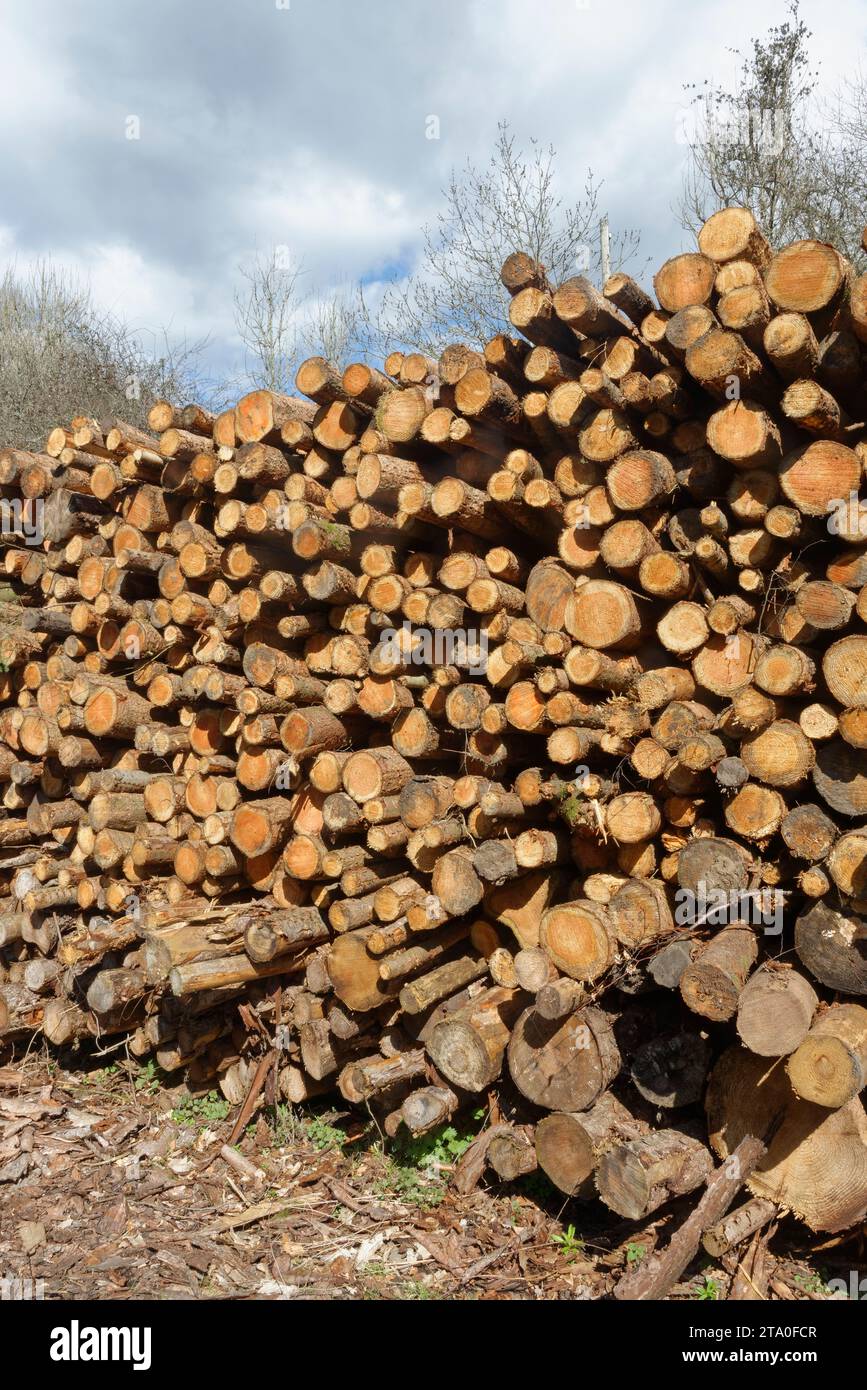 Lumber yard hi-res stock photography and images - Alamy