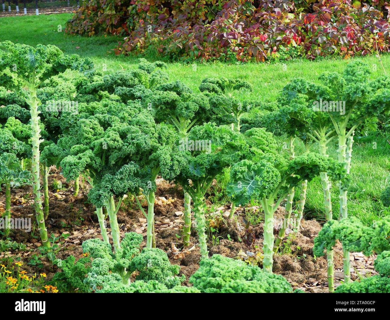 Kale cultivation hi-res stock photography and images - Alamy
