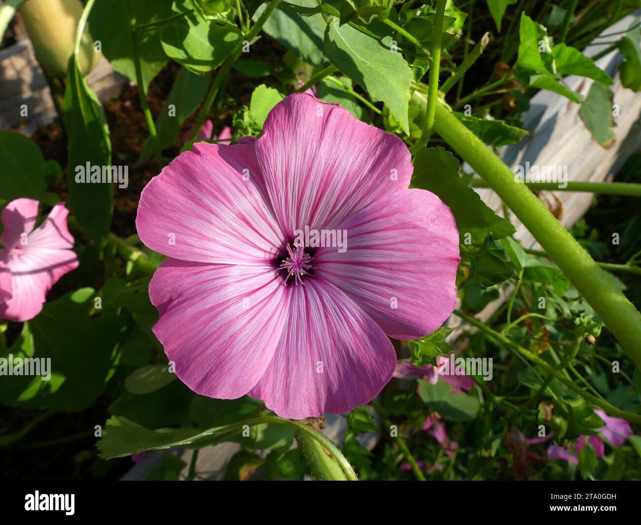 Mallows hi-res stock photography and images - Alamy