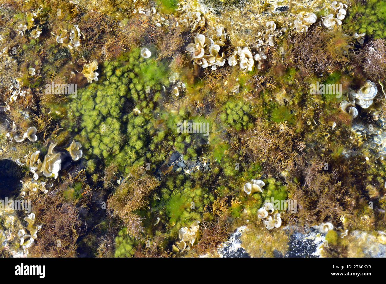Algae Chaetomorpha, Cystoseira and Padina. Cap de Creus, Girona ...
