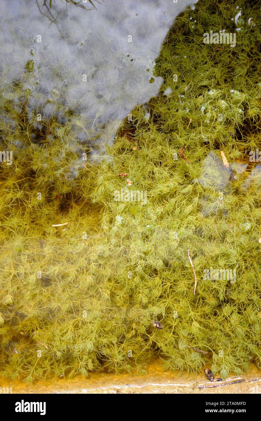 Chara vulgaris hi-res stock photography and images - Alamy