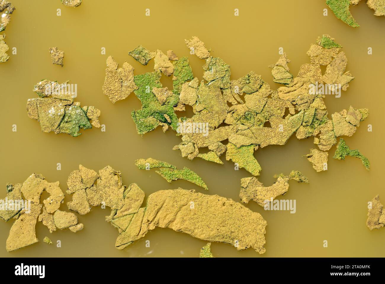 Phormidium sp hi-res stock photography and images - Alamy