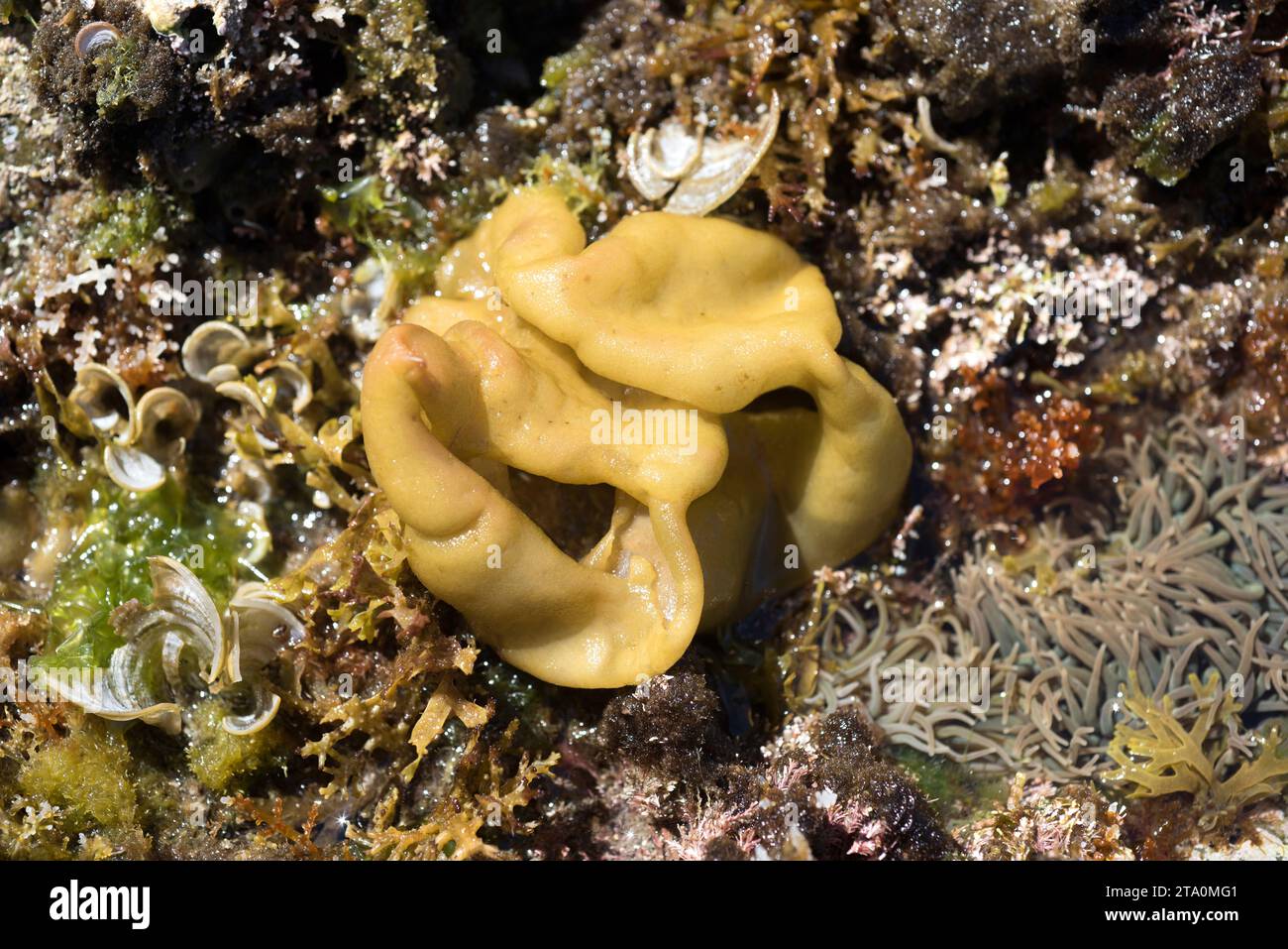 Oyster thief or sinuous ballweed (Colpomenia sinuosa) is a marine brown ...