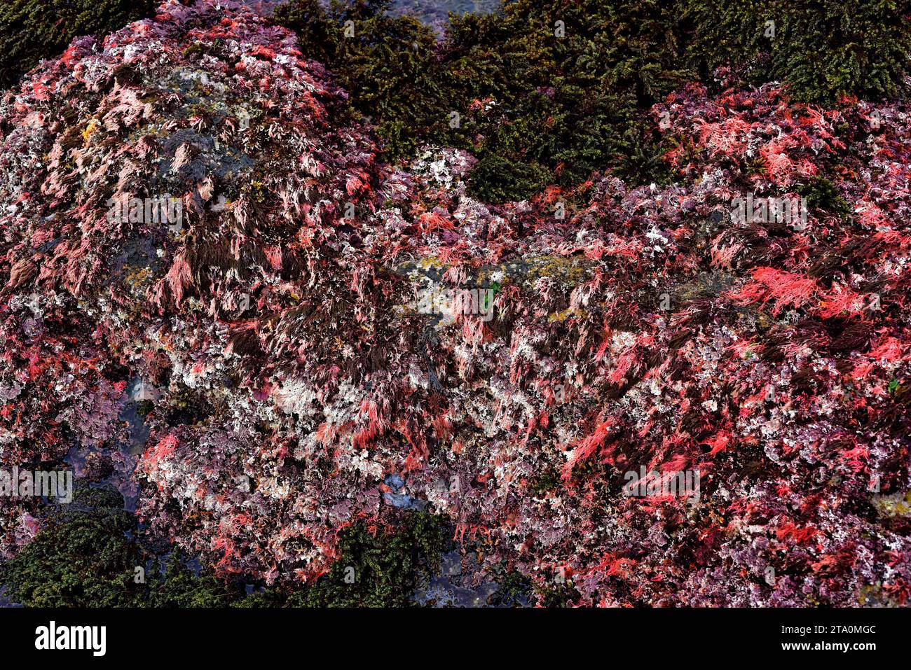 Corallina elongata is a marine red alga with calcareous skeleton. This ...