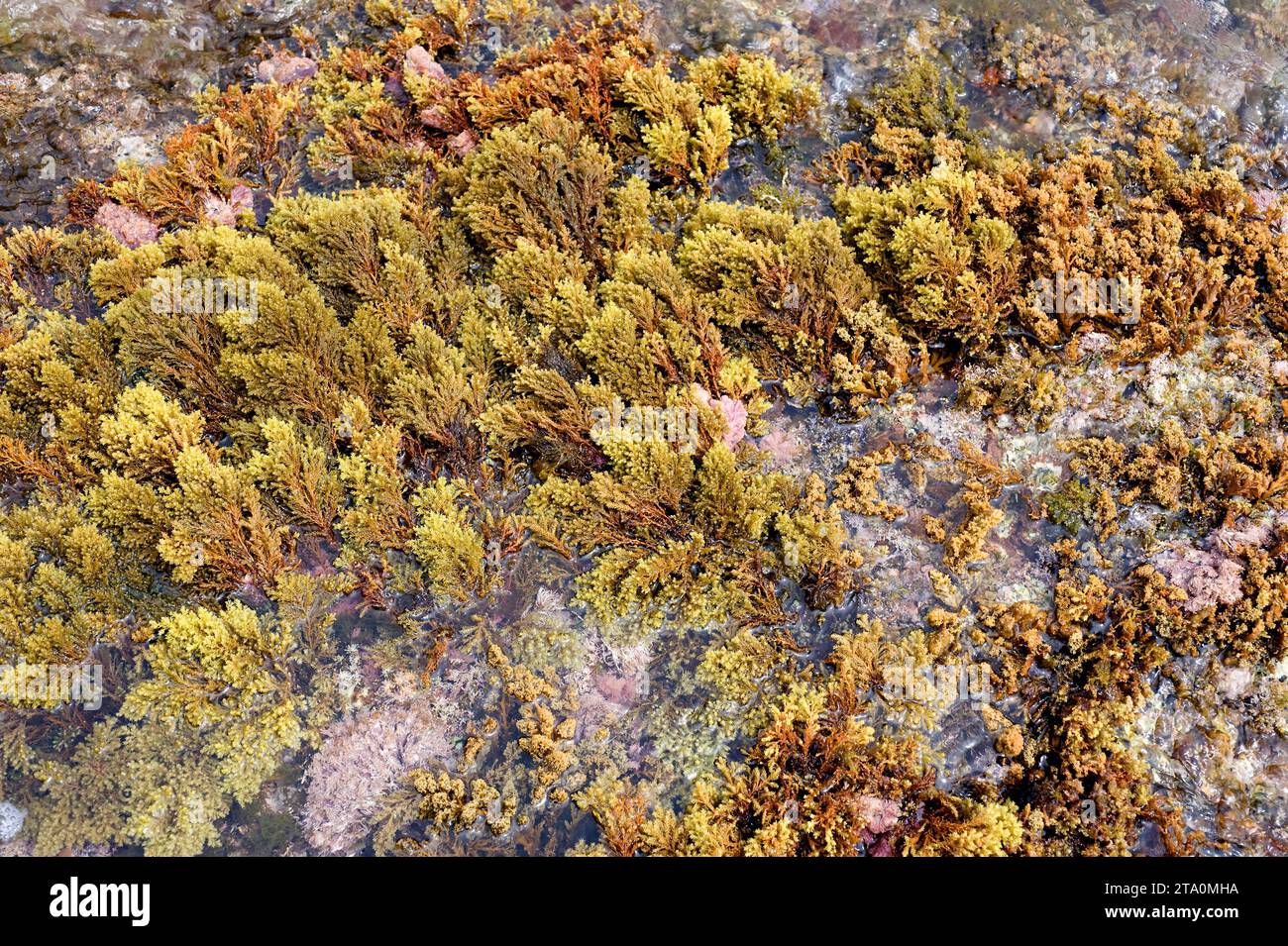 Cystoseira is a genus of marine brown algae. This photo was taken in ...