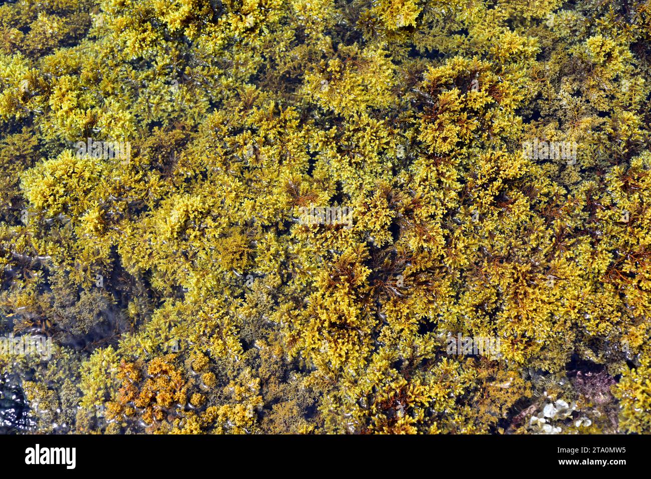 Cystoseira is a genus of marine brown algae. This photo was taken in ...