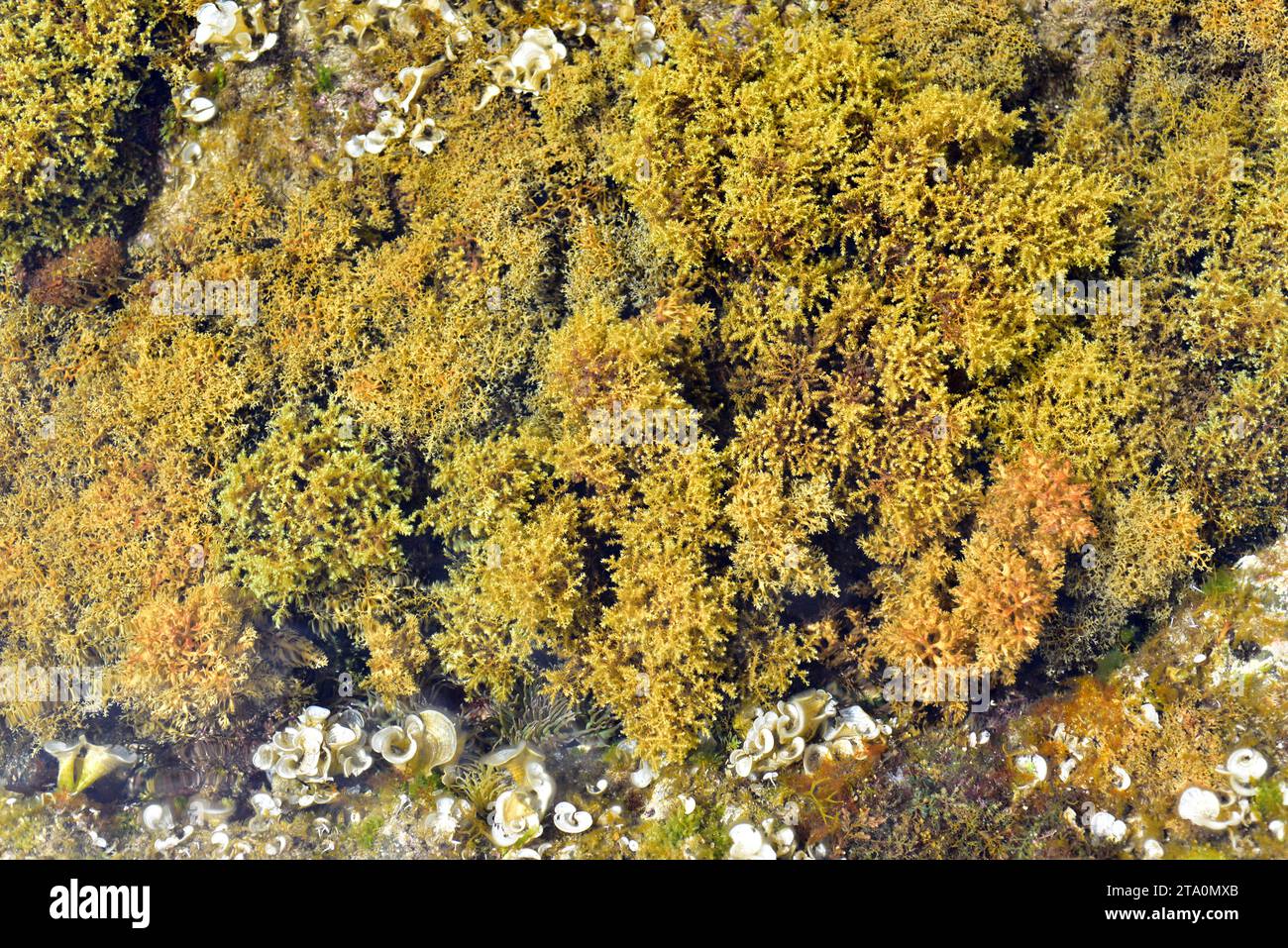 Cystoseira is a genus of marine brown algae. This photo was taken in ...