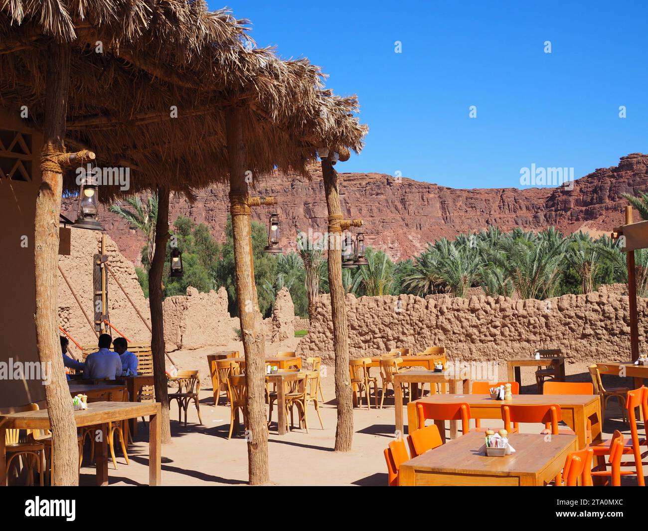 Arabian camel saudi arabia hi-res stock photography and images - Alamy