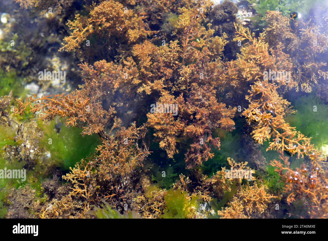 Cystoseira is a genus of marine brown algae. This photo was taken in ...