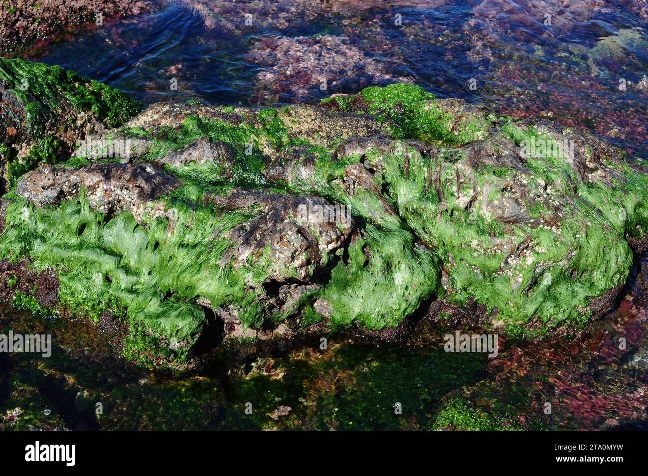 Les negres hi-res stock photography and images - Alamy