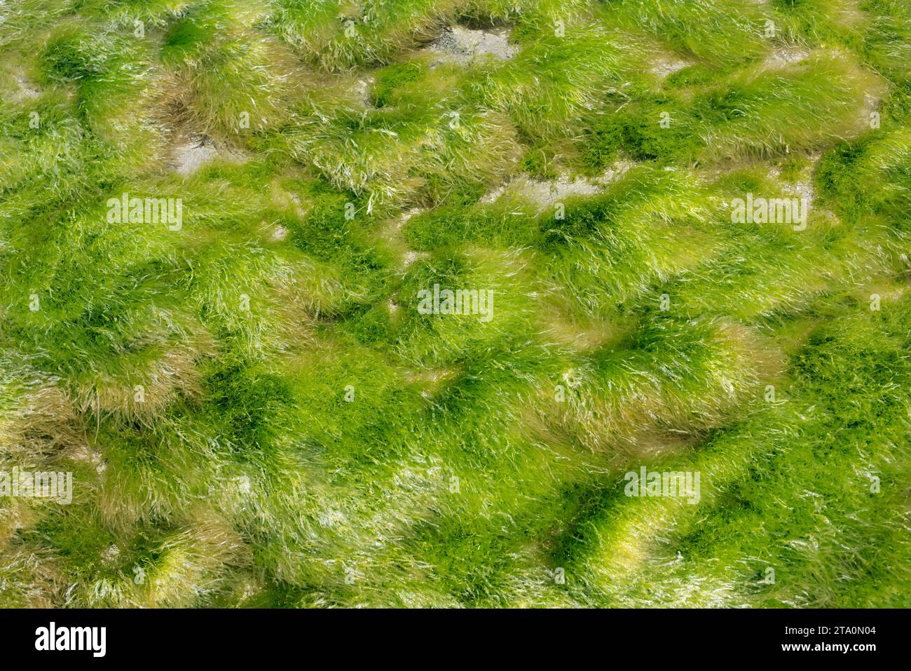 Enteromorpha intestinalis hi-res stock photography and images - Alamy