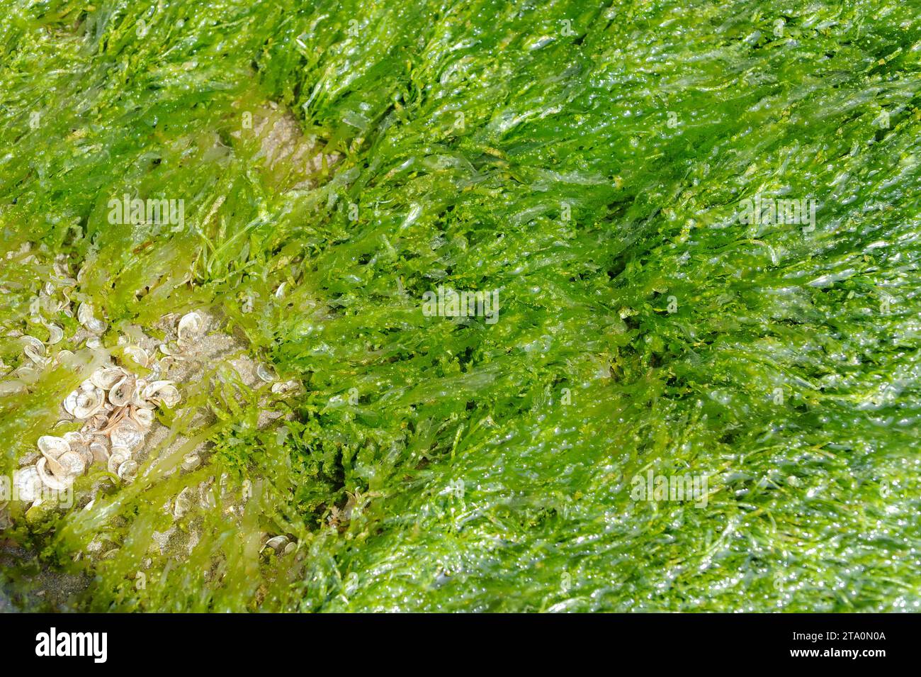 Enteromorpha intestinalis or Ulva intestinalis is a green alga. This ...