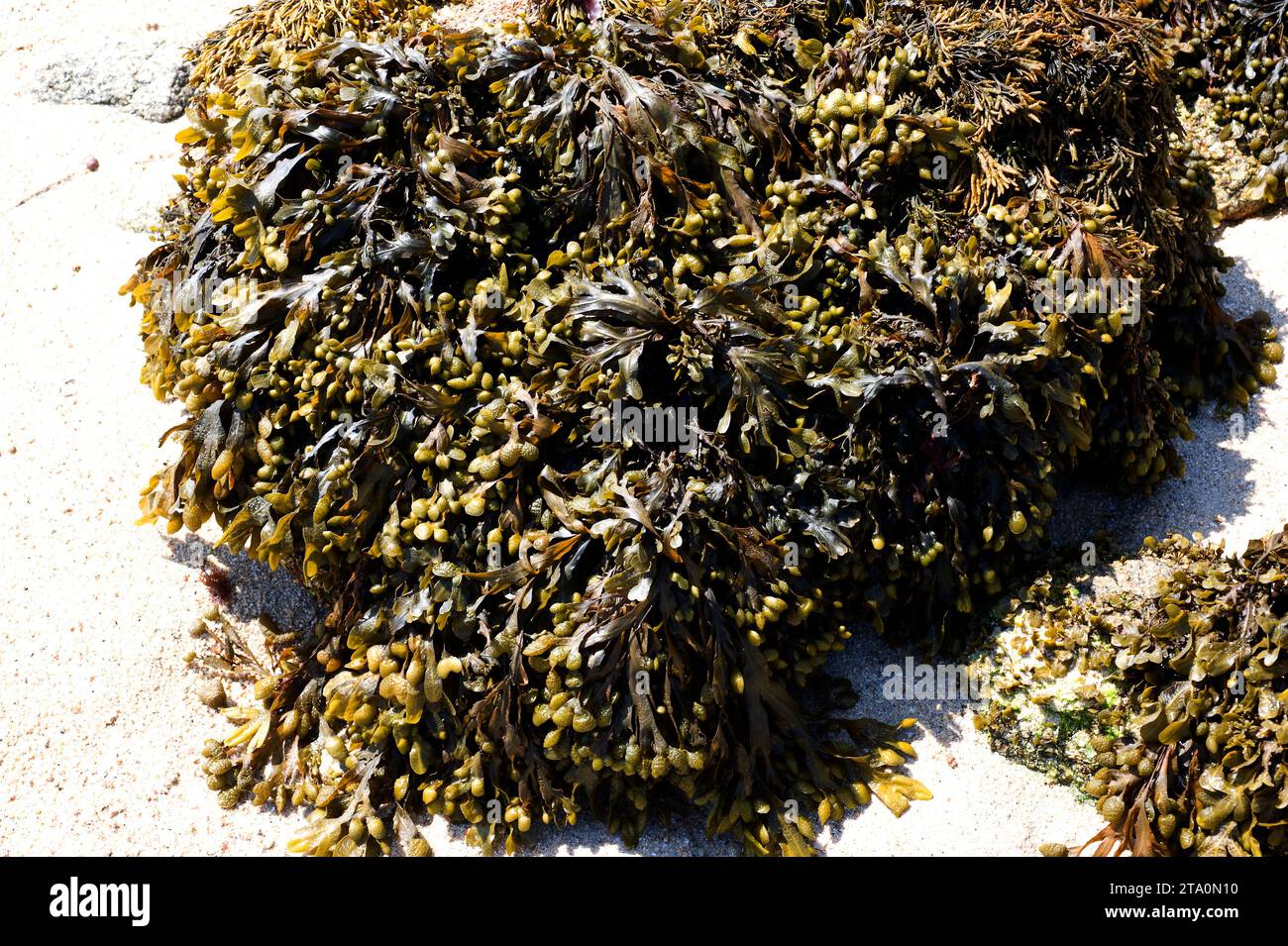 Spiral wrack (Fucus spiralis) is a brown alga native to north Atlantic ...