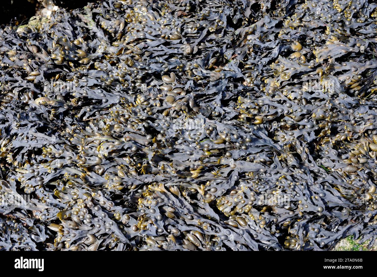 Bladder wrack (Fucus vesiculosus) is a brown alga native to north ...