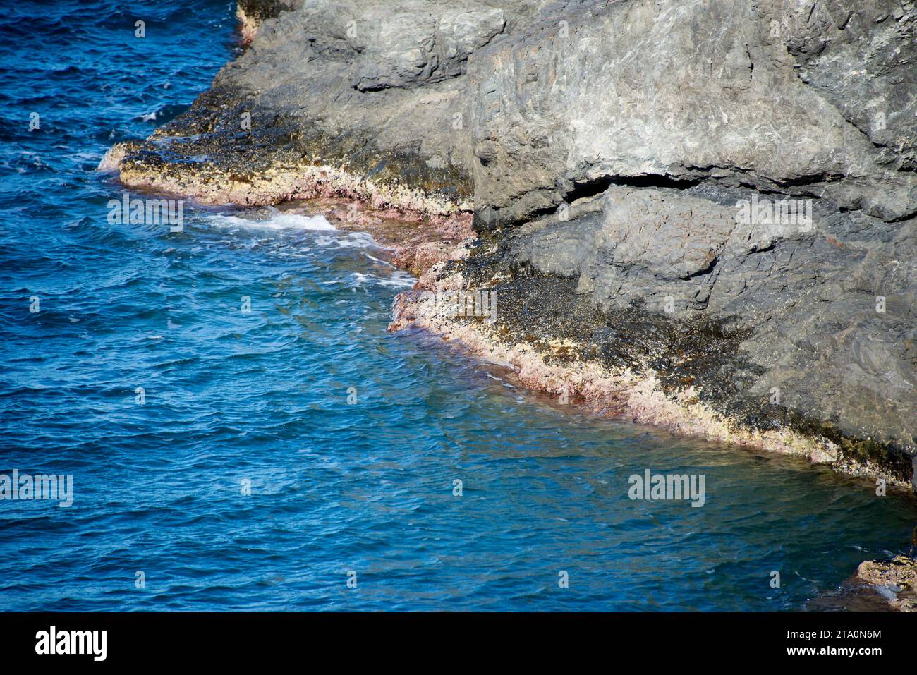 Lithophyllum tortuosum hi-res stock photography and images - Alamy