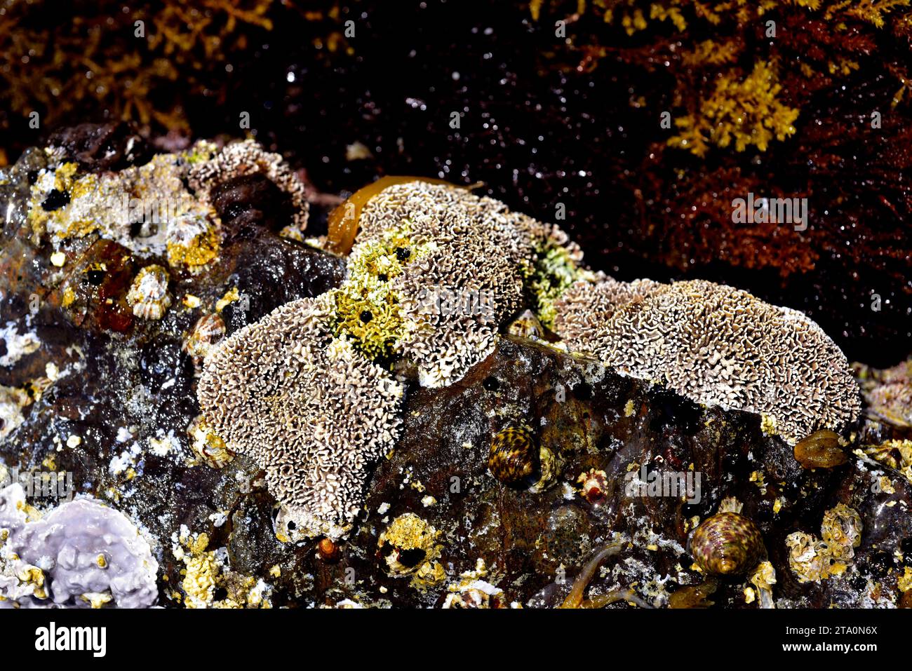 Lithophyllum tortuosum hi-res stock photography and images - Alamy
