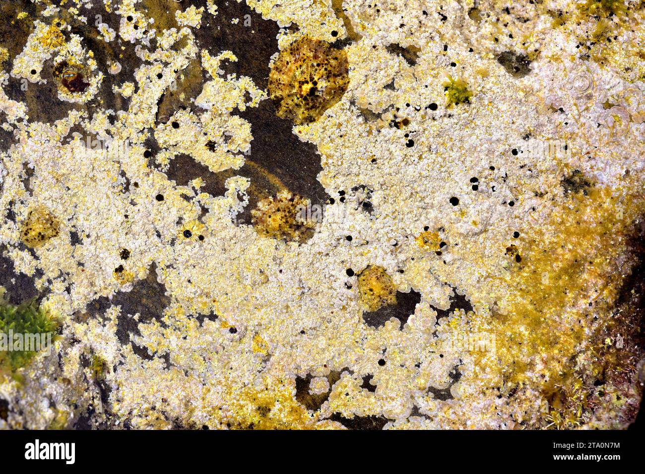 Red alga mesophyllum lichenoides hi-res stock photography and images ...