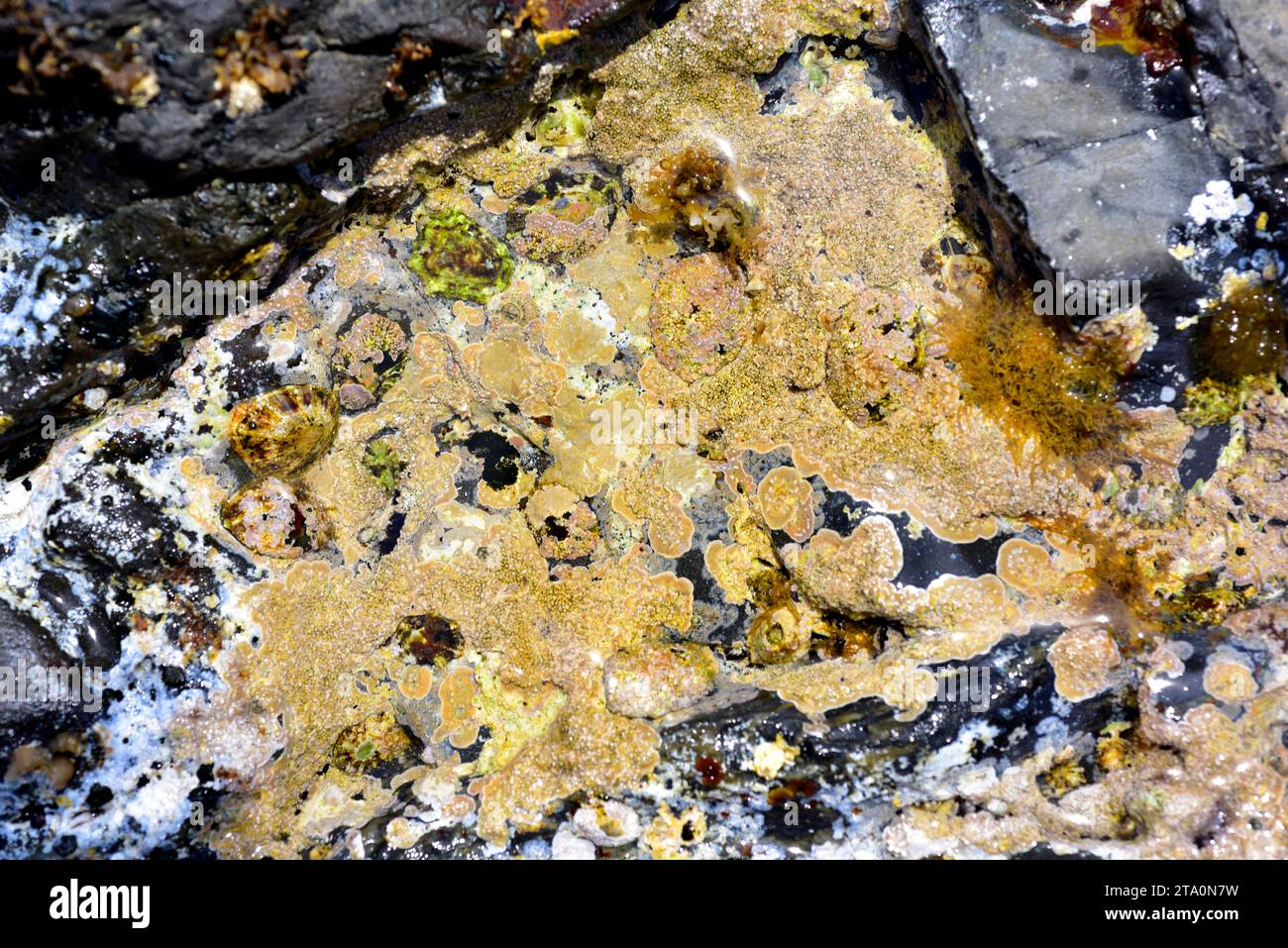 Reen algae hi-res stock photography and images - Alamy