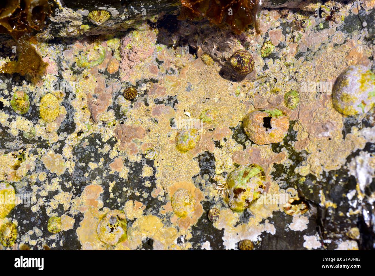 Red alga mesophyllum lichenoides hi-res stock photography and images ...