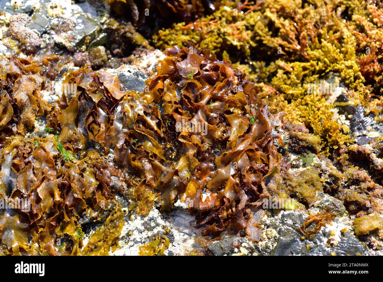 Rissoella verruculosa is a laminar red alga. This photo was taken in ...