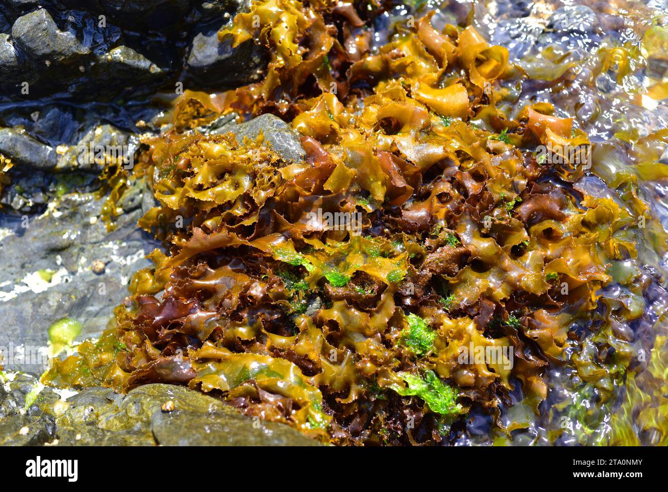 Rissoella verruculosa is a laminar red alga. This photo was taken in ...