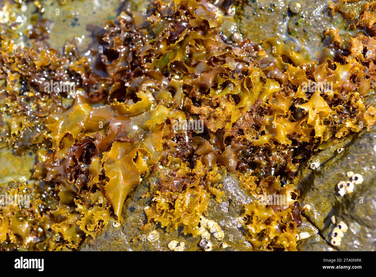 Rissoella verruculosa is a laminar red alga. This photo was taken in ...