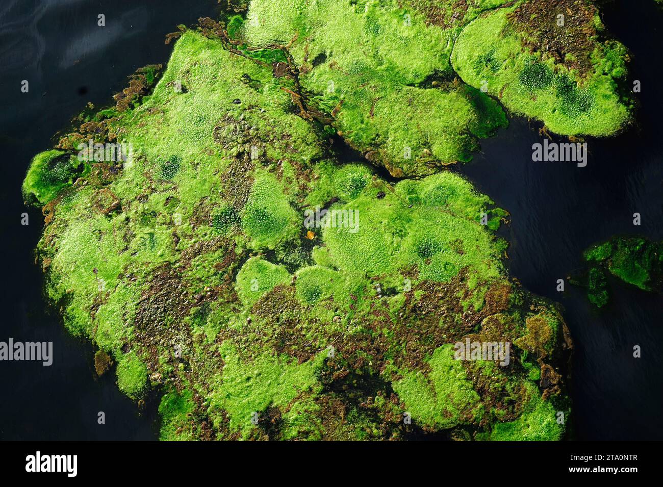 Water silk (Spirogyra sp.) is a genus of freshwater algae Stock Photo ...