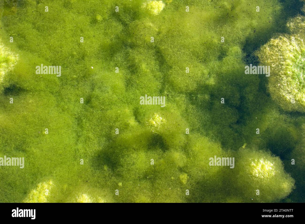 Water silk (Spirogyra sp.) is a genus of freshwater algae Stock Photo ...