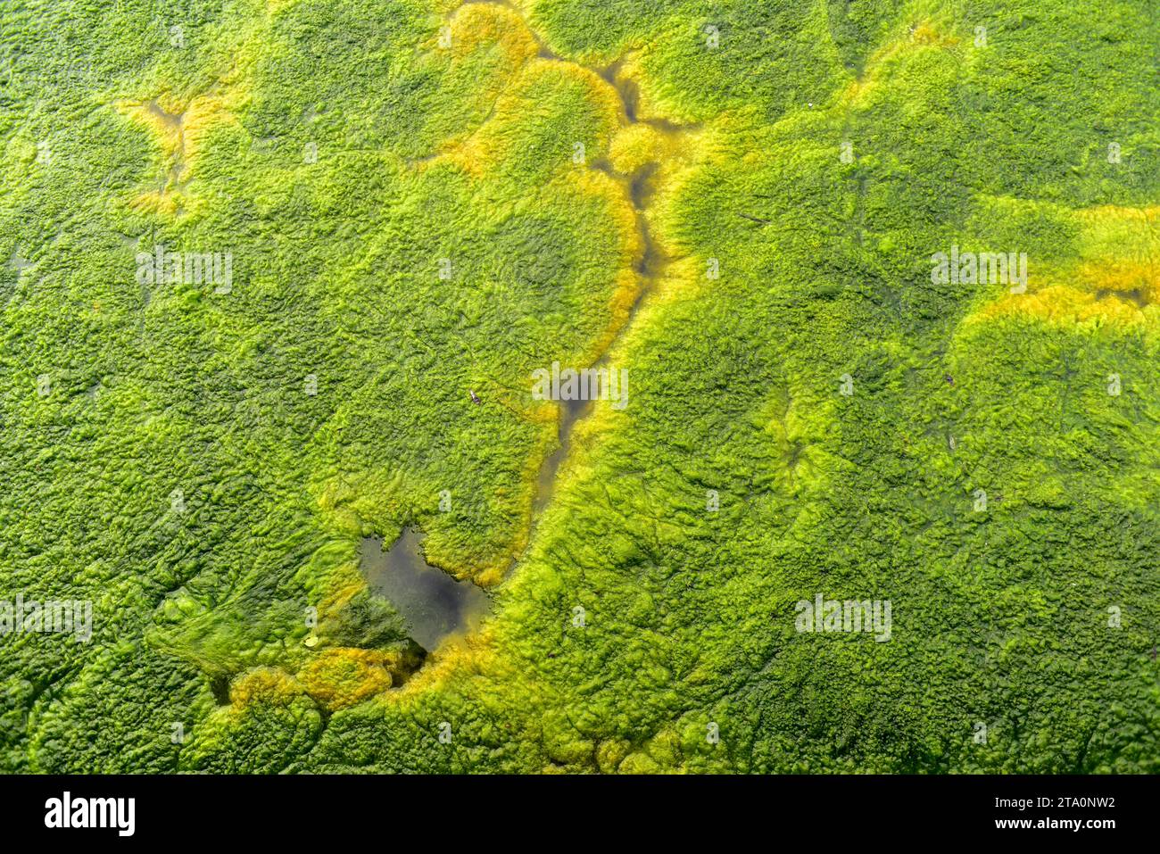 Freshwater green algae charophyta hi-res stock photography and images ...
