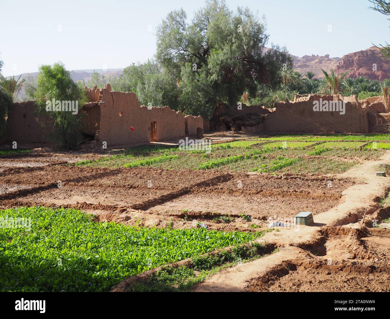 Daimumah Oasis, AlUla, Saudi Arabia Stock Photo - Alamy