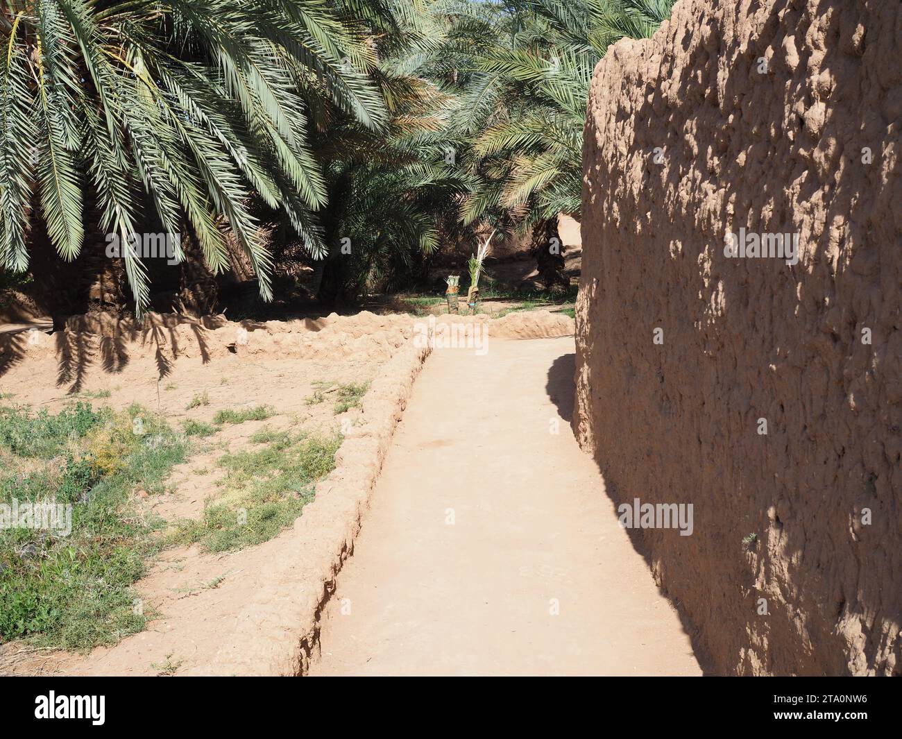 Saudi arabian desert plants hi-res stock photography and images - Alamy