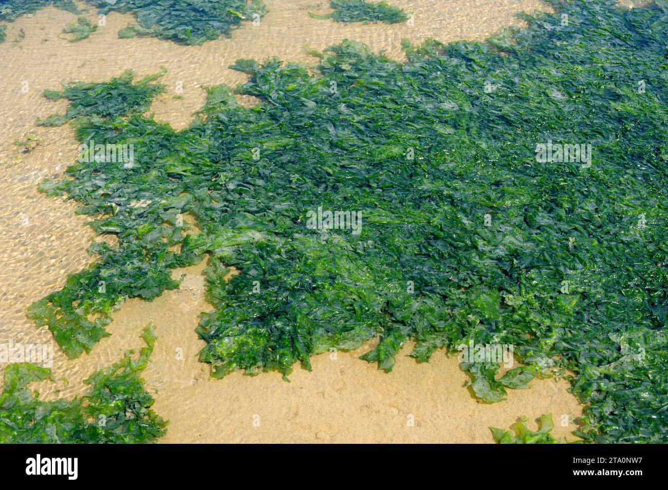 Sea lettuce ulva lactuca hi-res stock photography and images - Alamy