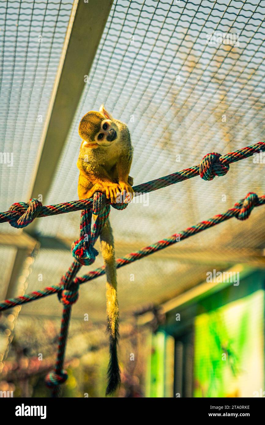 wildlife monkey in a cage Stock Photo - Alamy
