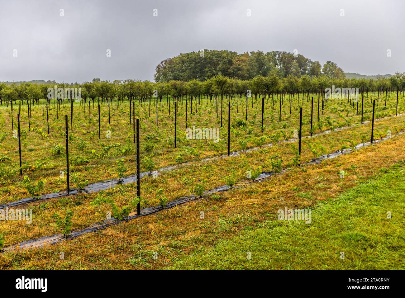 Viticulture on the Old Mission Peninsula, Travers City Wine County ...